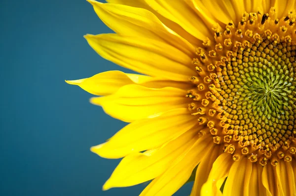 Sunflower blue background Stock Photos & Royalty-Free Images ...