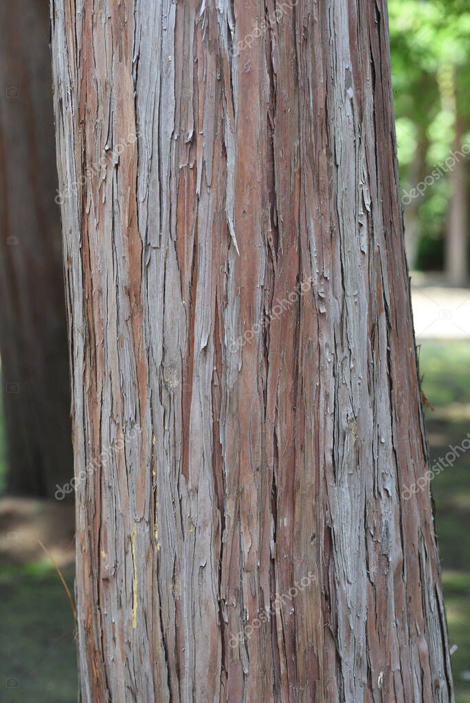 Ciprés japonés (Hinoki) hojas y corteza. Cupressaceae árbol de hojas de ...
