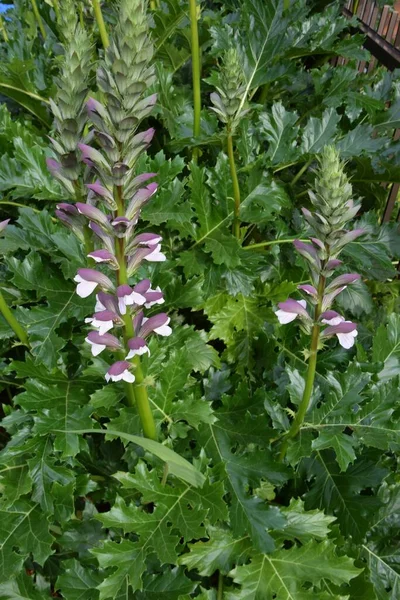 Planta de acanthus Stock Photos, Royalty Free Planta de acanthus Images ...