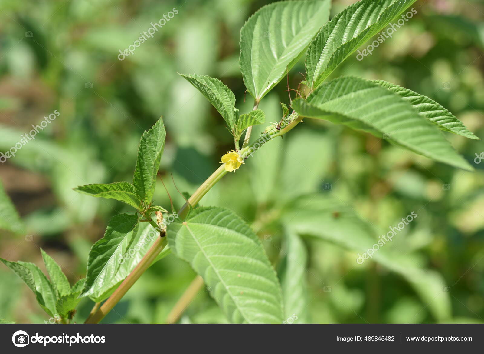 Jute Plant Flower