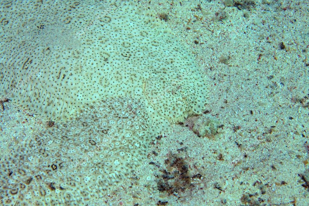 Moses sole fish — Stock Photo © aquanaut #113771132