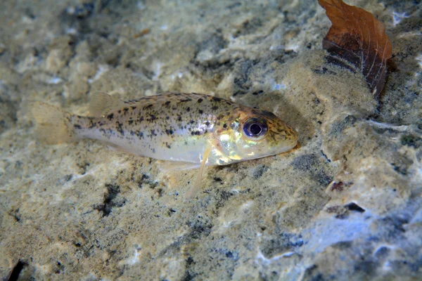 A heterophyllus Stock Photos, Royalty Free A heterophyllus Images ...