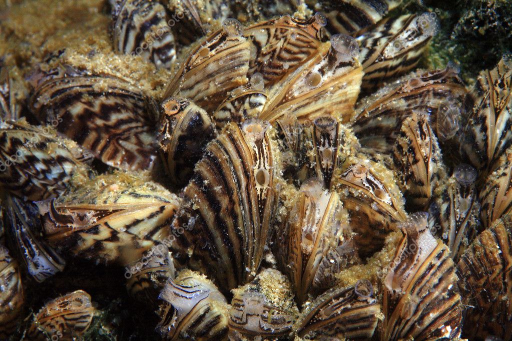 Zebra mussel — Stock Photo © aquanaut #60142507