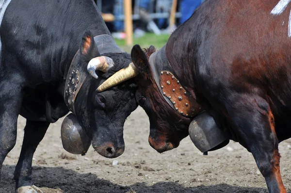 Two fighting cows Stock Photo by ©mountainpix 69486163