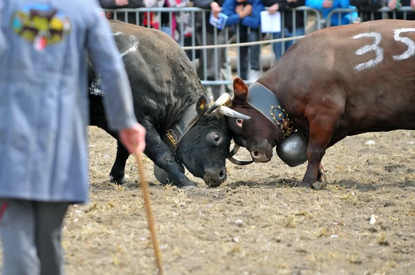 Fight cow Stock Photos, Royalty Free Fight cow Images | Depositphotos