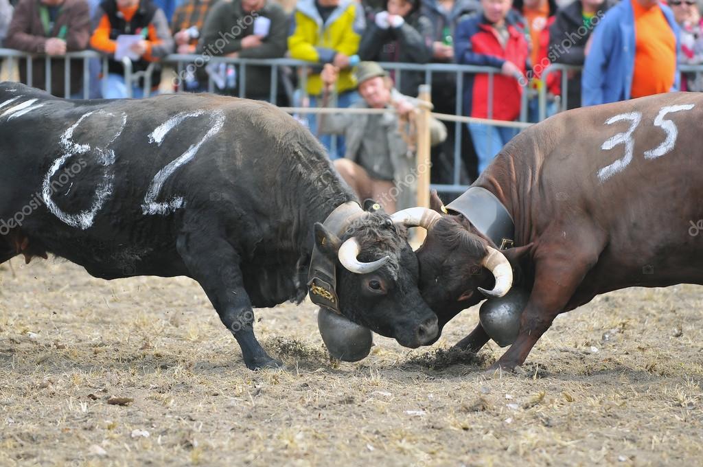 Cow Fight