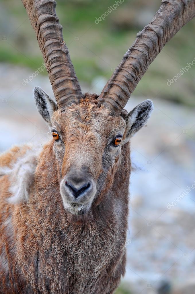 Male Alpine Ibex