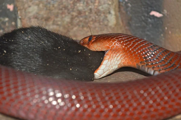 Red Spitting Cobra Baby