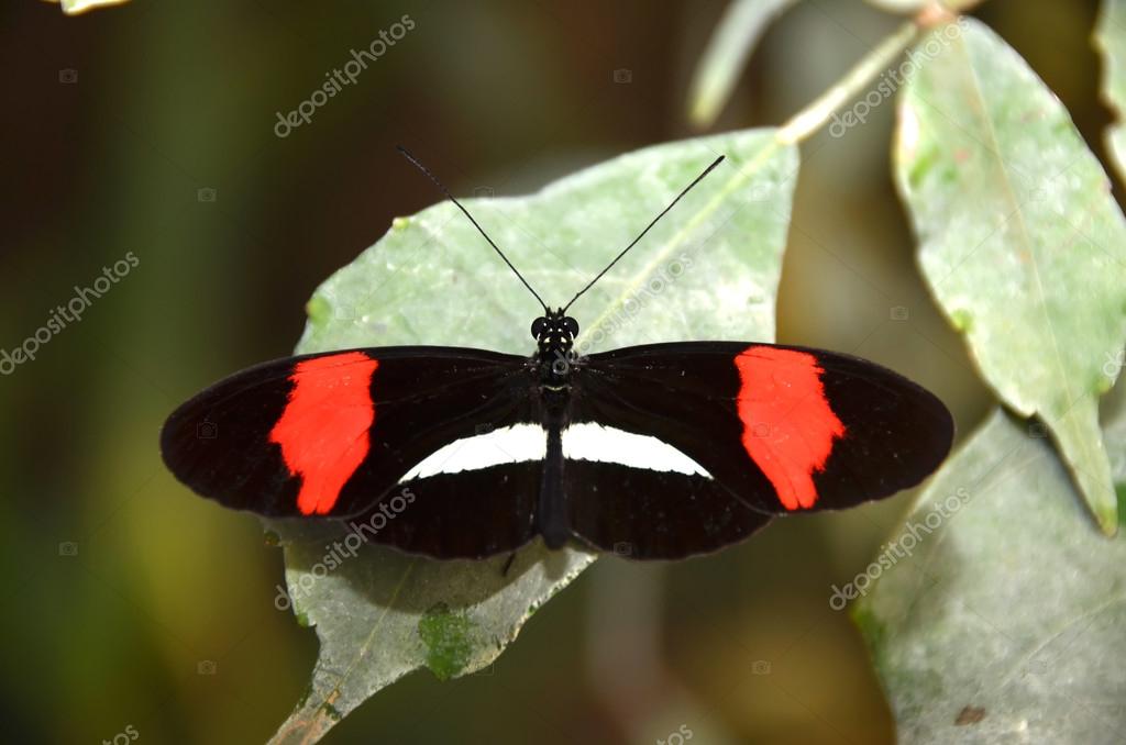 The small postman butterfly Stock Photo by ©mountainpix 83192542