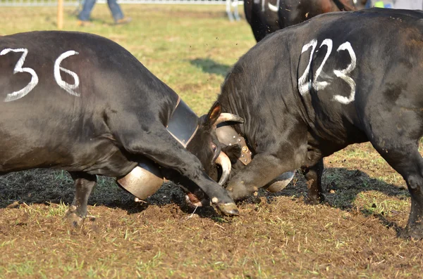 Two cows fighting — Stock Photo © mountainpix #83244934