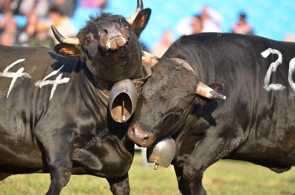 Two cows fighting — Stock Photo © mountainpix #83244934