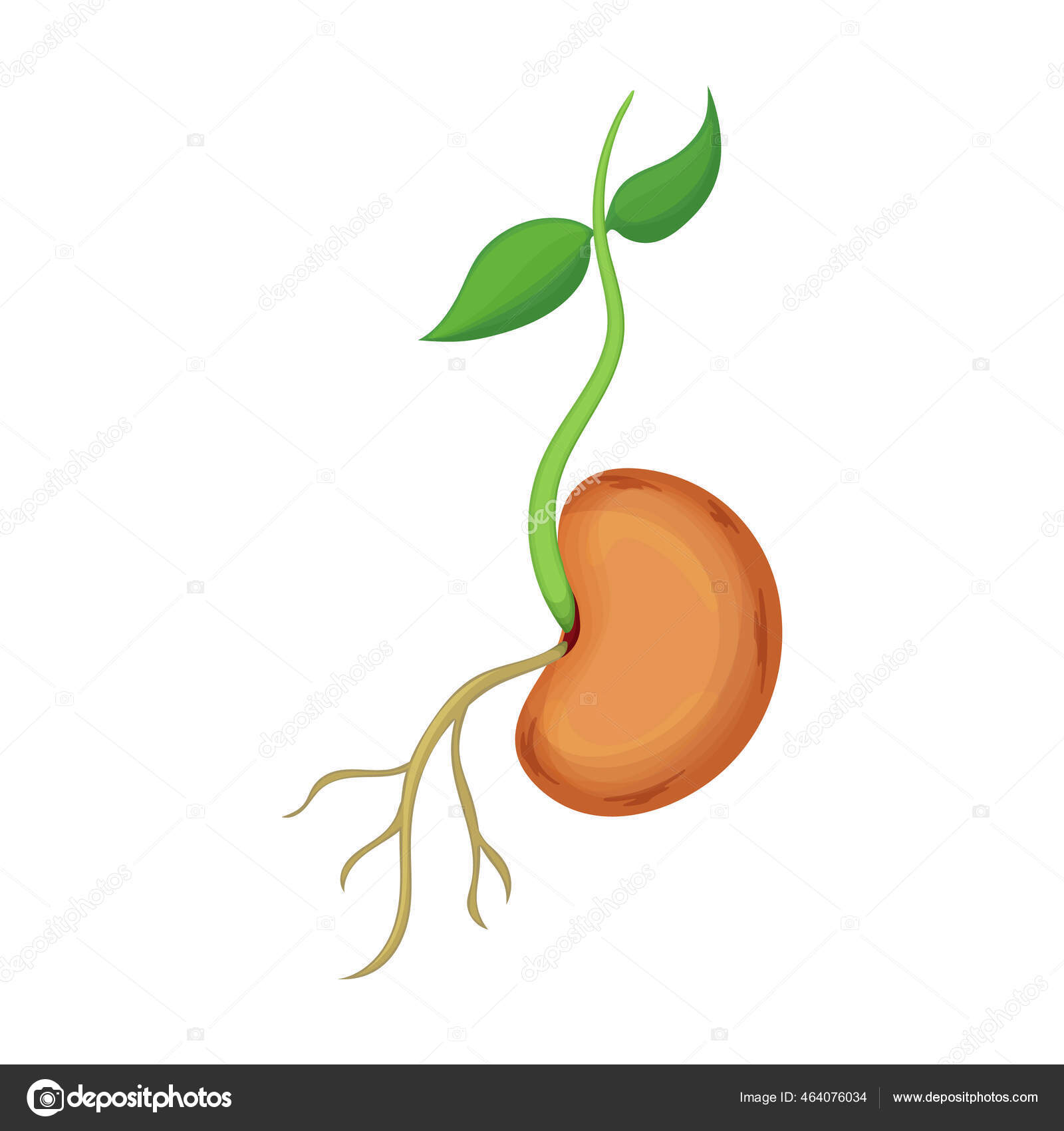 Beans vector cartoon icon. Vector illustration bean on white background ...