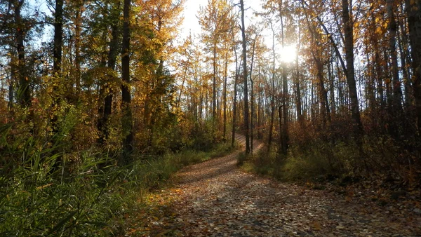 Red lake state forest写真素材、ロイヤリティフリーRed lake state forest画像|Depositphotos