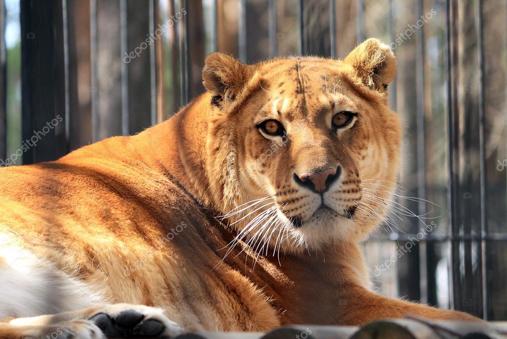 Liger — Stock Photo © 7chvetik #73273281