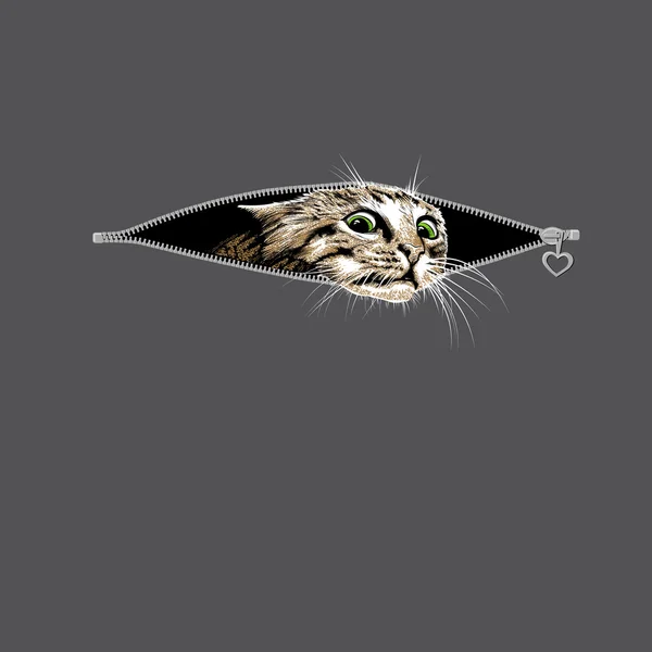 Ceiling Cat Wallpaper