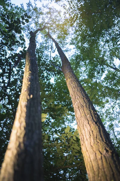 Vertical in nature Stock Photos, Royalty Free Vertical in nature Images ...