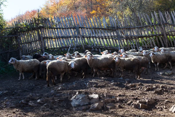 Shepherds with sheep Stock Photos, Royalty Free Shepherds with sheep ...