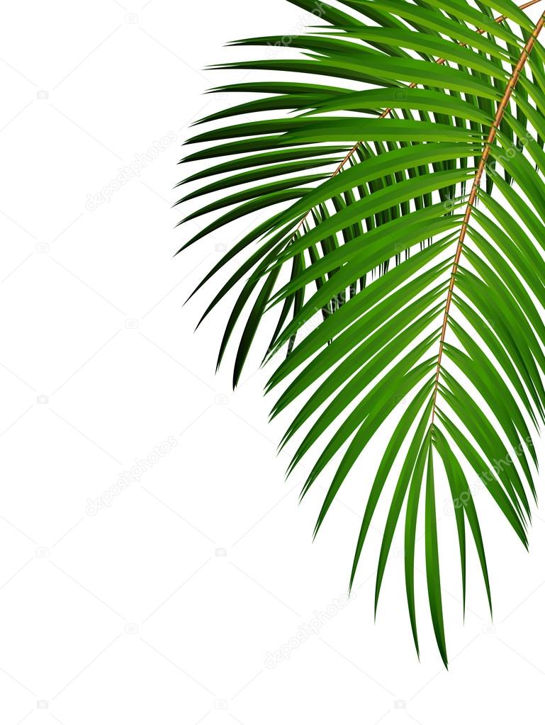 Palm Leaf Vector Background Illustration Stock Vector Image by ... Palm Leaf Vector Background Illustration Stock Vector Image by ...