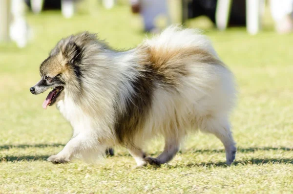 ᐈ German spitz stock images, Royalty Free german spitz dog pictures ...