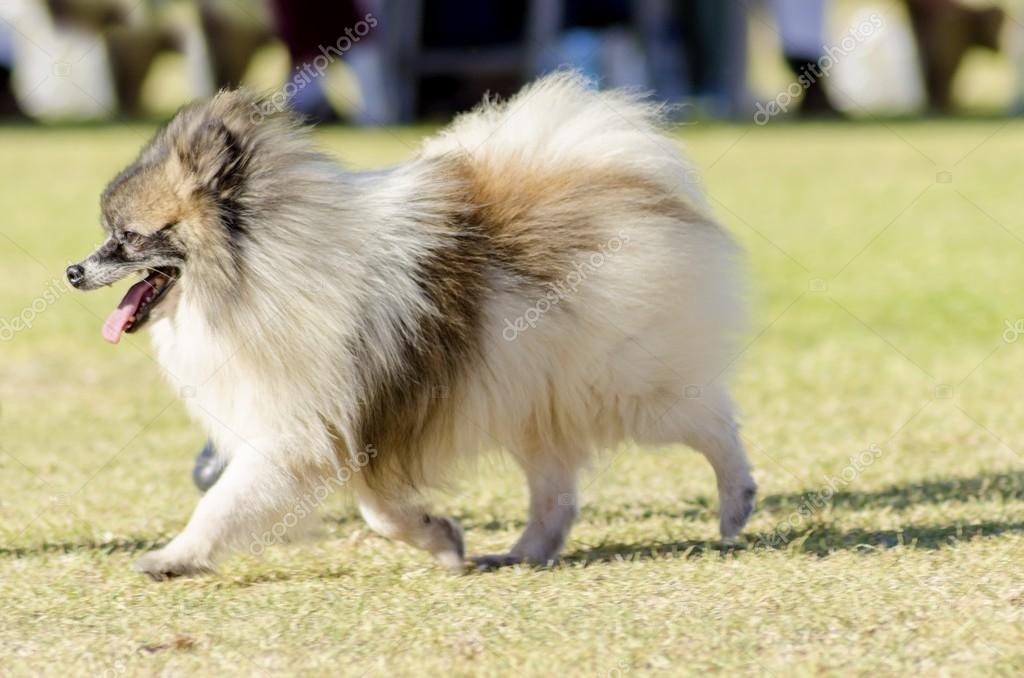 Miniature German Spitz — Stock Photo © f8grapher #54364631