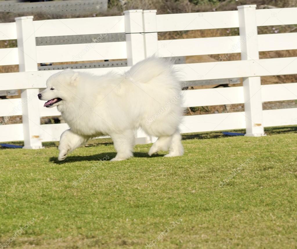 Samoyed — Stock Photo © f8grapher #54364761