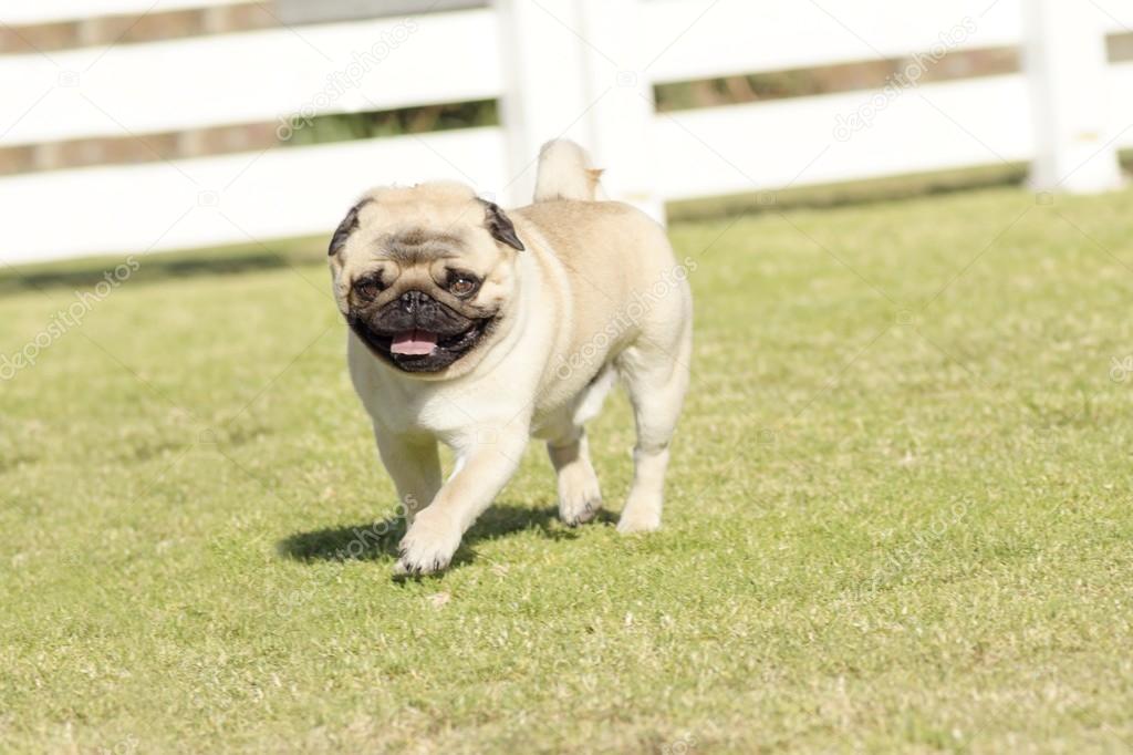 Dog That Looks Like A Pug With Pointy Ears | ppgbbe.intranet.biologia ...