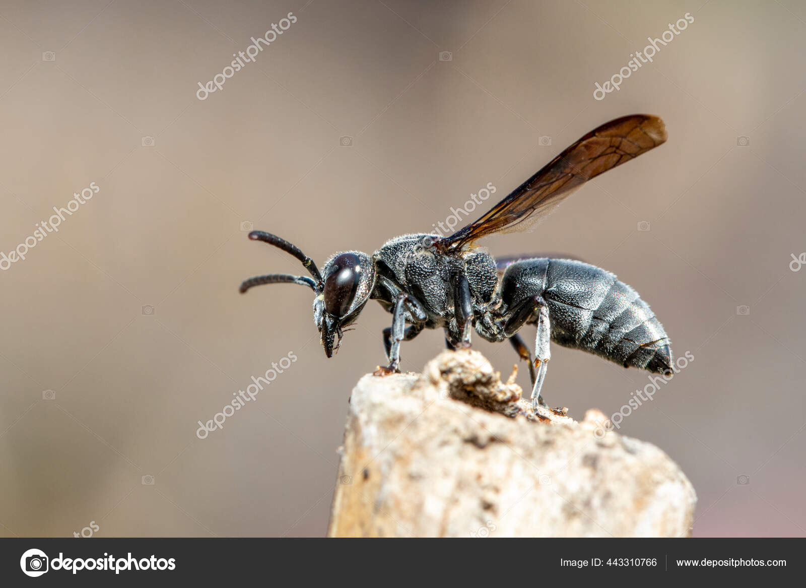 Image Black Wasp Stump Nature Background Insect Animal Stock Photo by ...