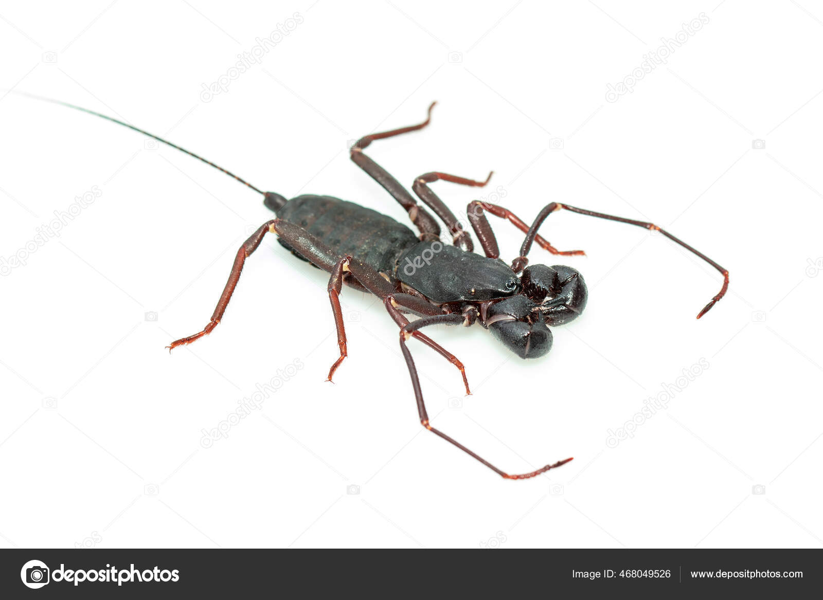 Image Whip Scorpion Isolated White Background Animal Insect Stock Photo ...