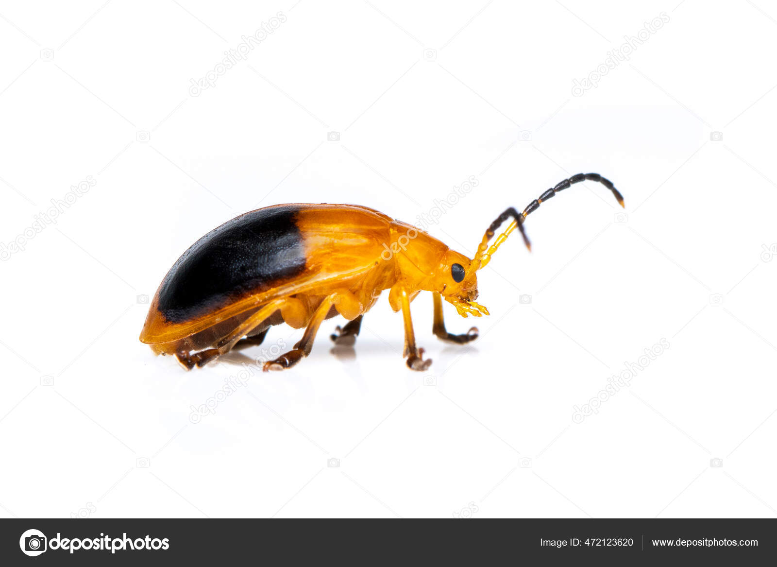 Image Twin Spotted Beetle Oides Andreweisi Isolated White Background ...