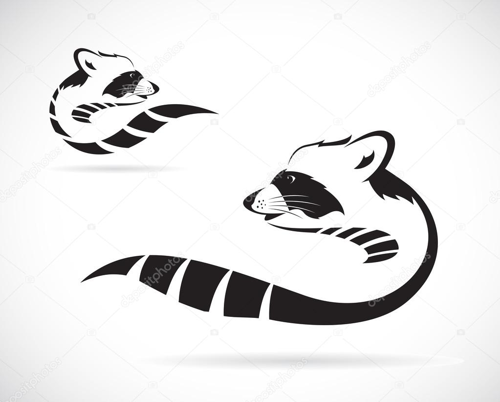 Vector image of a raccoon on white background Stock Vector Image by ...