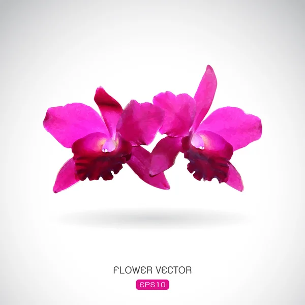 Purple orchid Vector Art Stock Images | Depositphotos