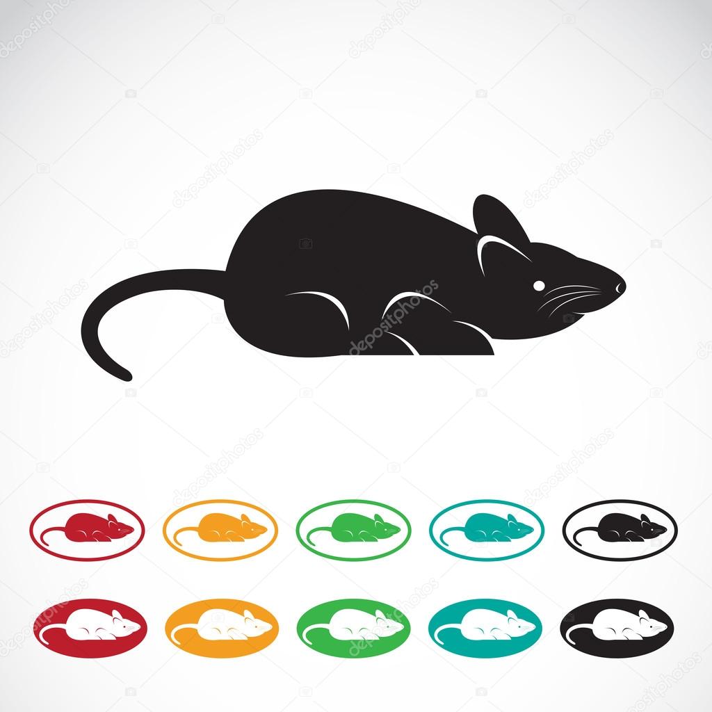 Vector image of an rat on a white background Stock Vector Image by ...