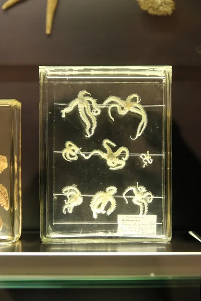 Formaldehyde Stock Photos, Royalty Free Formaldehyde Images | Depositphotos