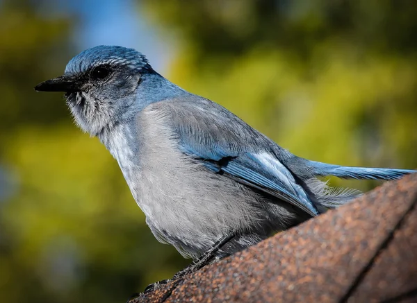 Jackdaw in nest box Stock Photo by ©EBFoto 62105807