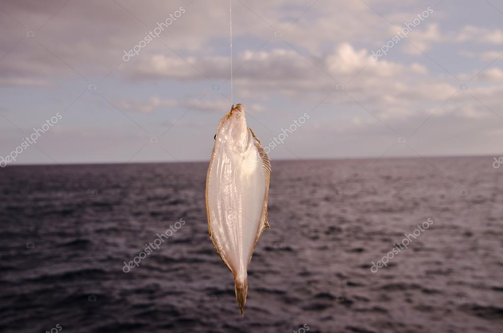 Pescado entero de lenguado fresco 2023