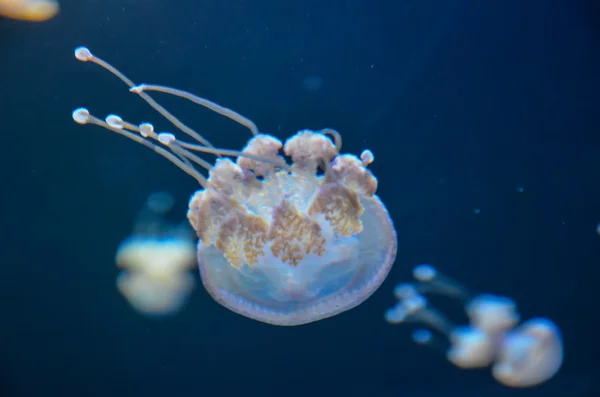Small Jelly Fish Stock Photo by ©underworld1 68537803