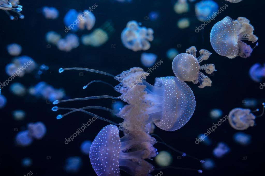 Small Jelly Fish Stock Photo by ©underworld1 68537803