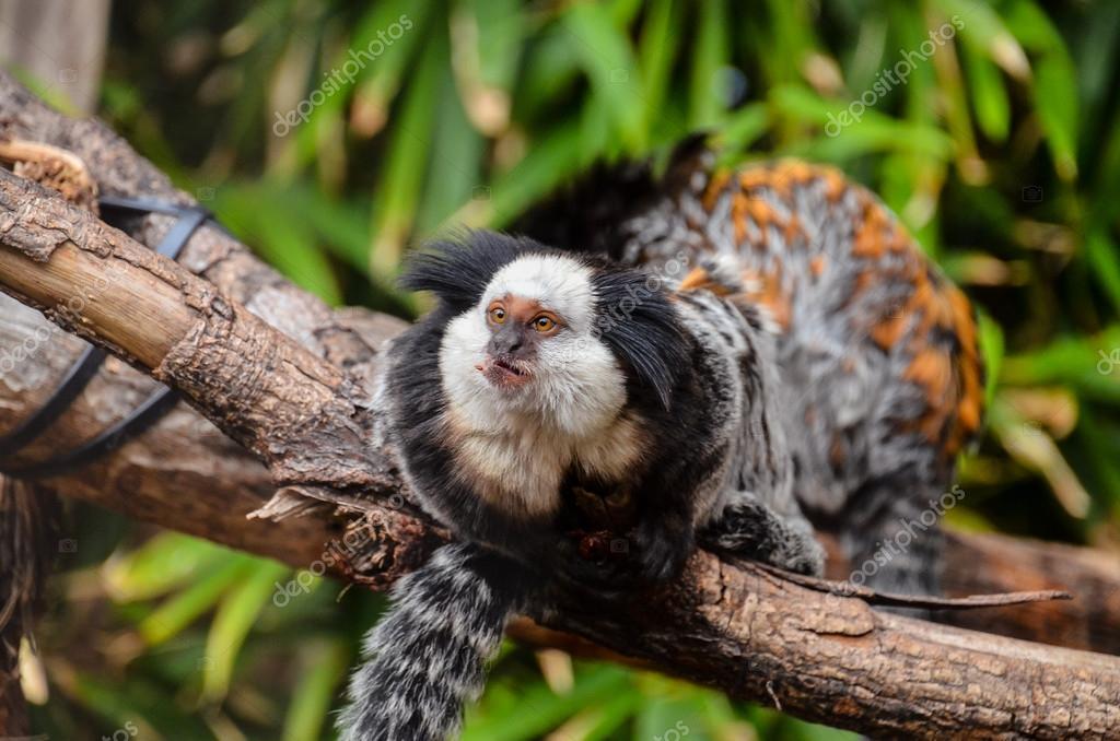 Small Black And White Monkeys