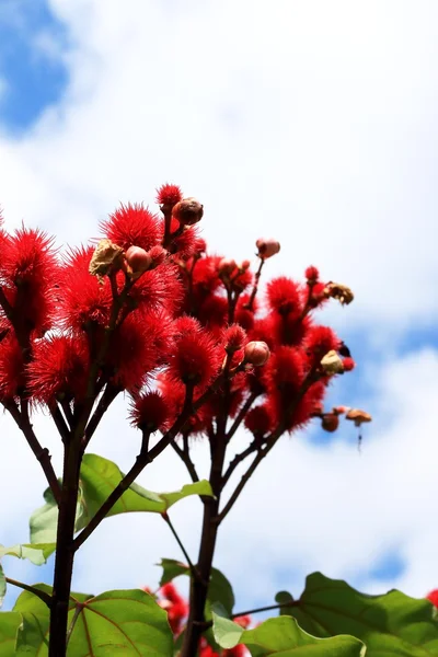Australian Red flowering gum eucalyptus tree Stock Photo by ©sherjaca ...