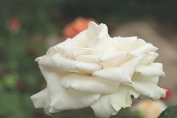 White mexican rose fotos de stock, imágenes de White mexican rose sin ...