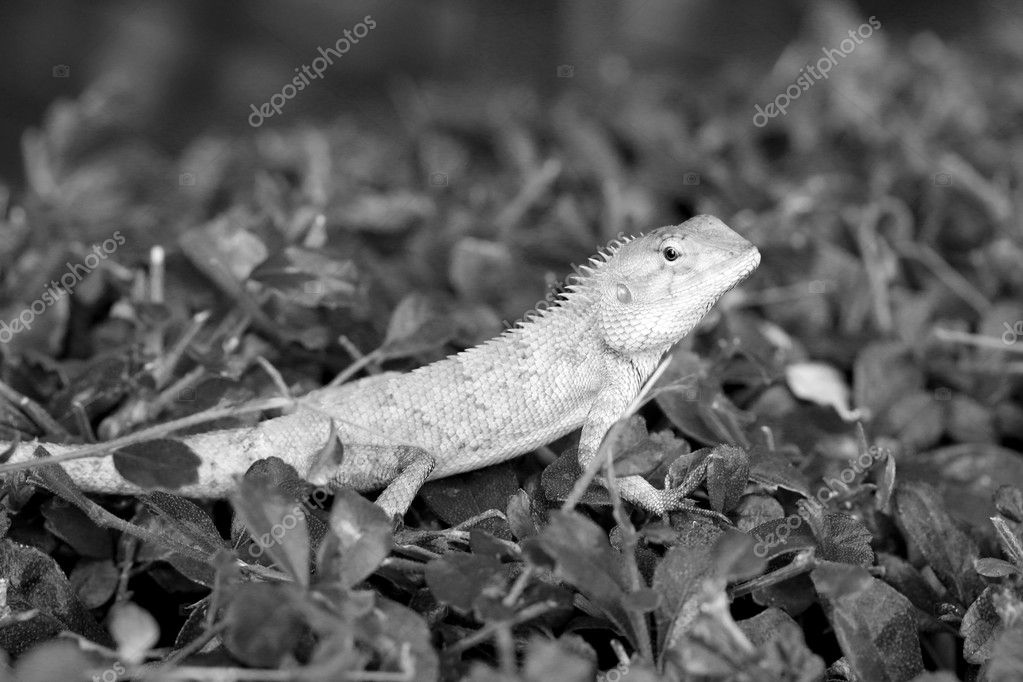 Brown thai lizard — Stock Photo © oilslo #71002281