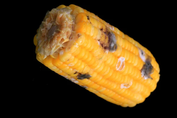 Milho mofado Stock Photos, Royalty Free Milho mofado Images | Depositphotos