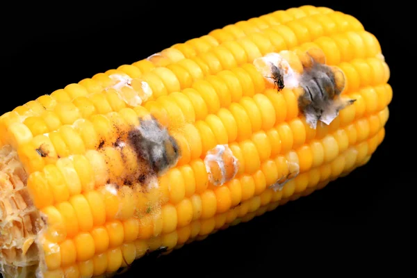 Milho mofado Stock Photos, Royalty Free Milho mofado Images | Depositphotos