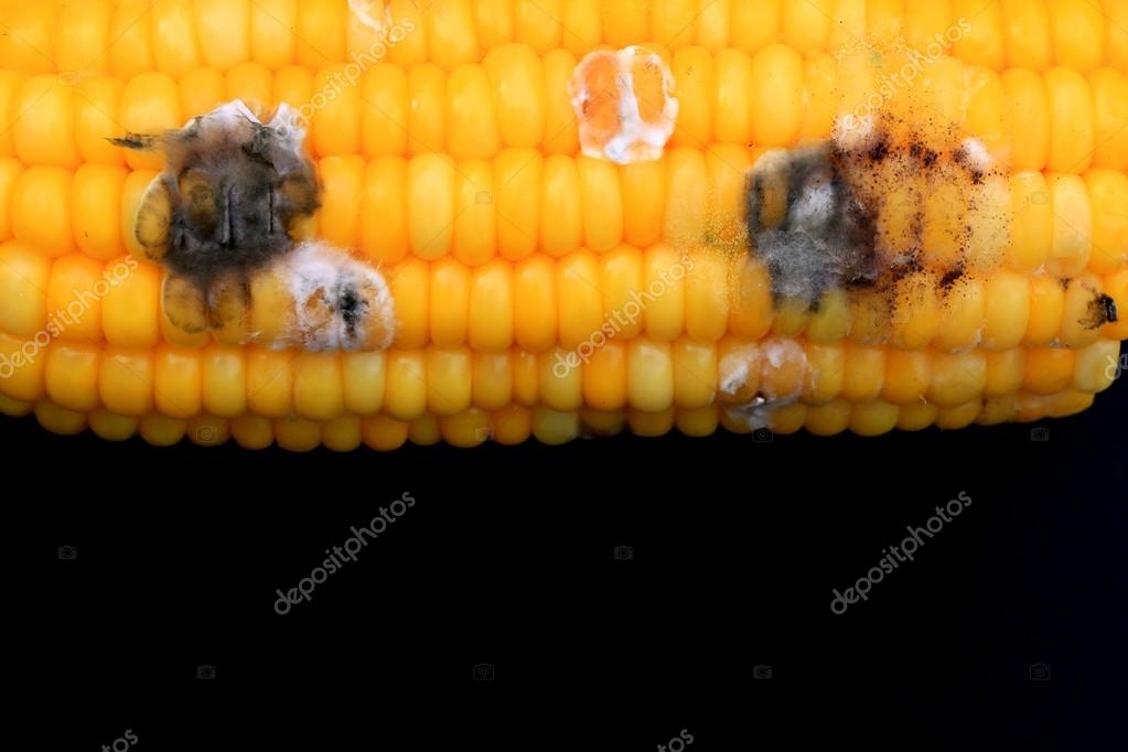 Corn rotten on black background Stock Photo by ©oilslo 78718362