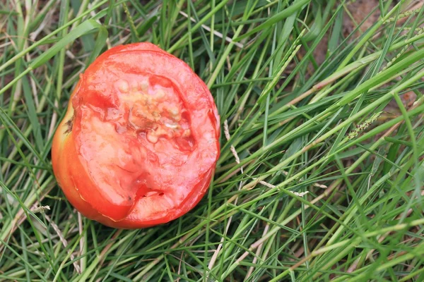 Rotten tomato Images - Search Images on Everypixel