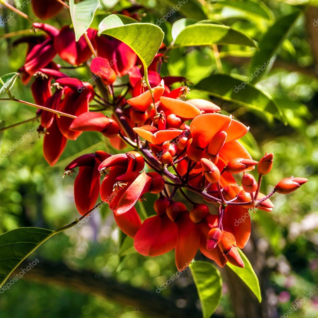 Red acacia flowers — Stock Photo © TravelFaery #117470260