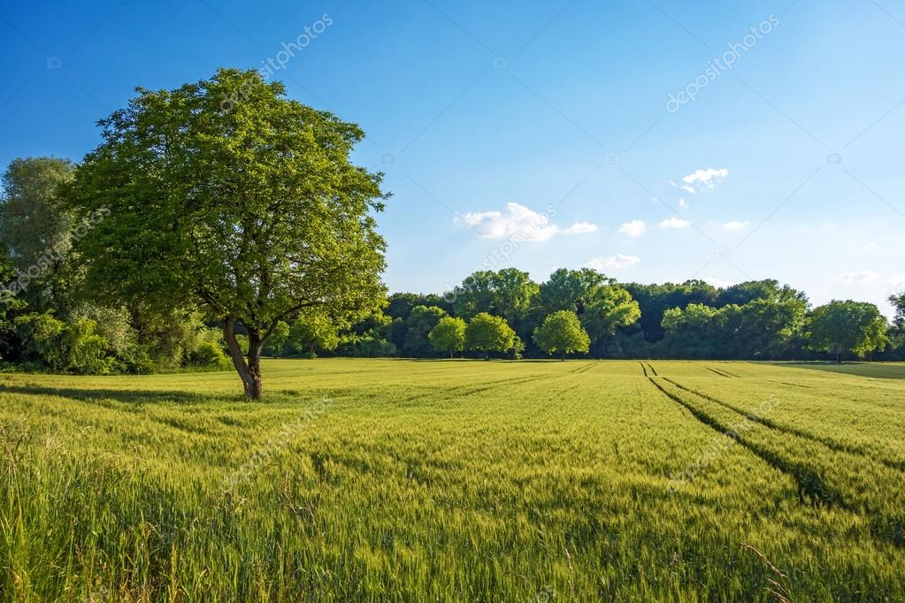 Arbre, champ, prairie - paysage naturel rural image libre de droit par ...