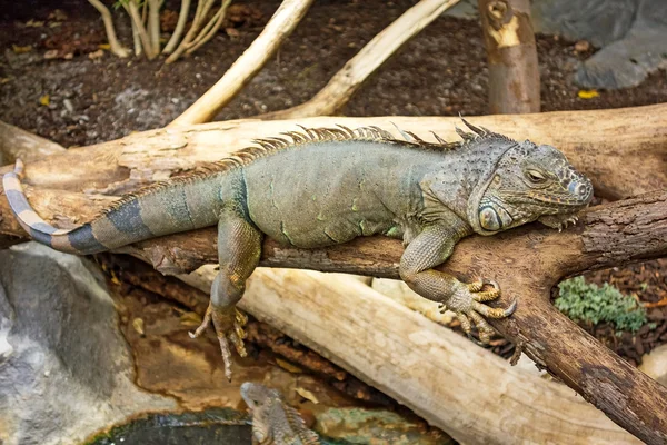 Australian Bearded Dragon — Stock Photo © scarfe #6221978