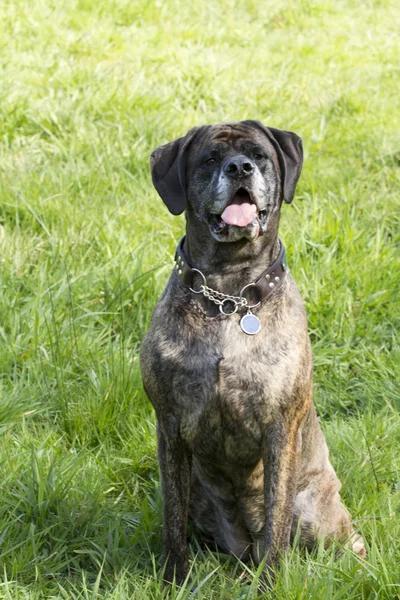 Mastiff Dogs Stock Photo by ©sligar 79581034