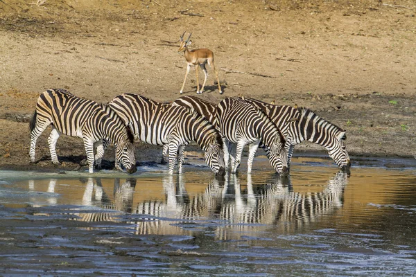 Plains zebra in Kruger National park, South Africa - Stock Image ...